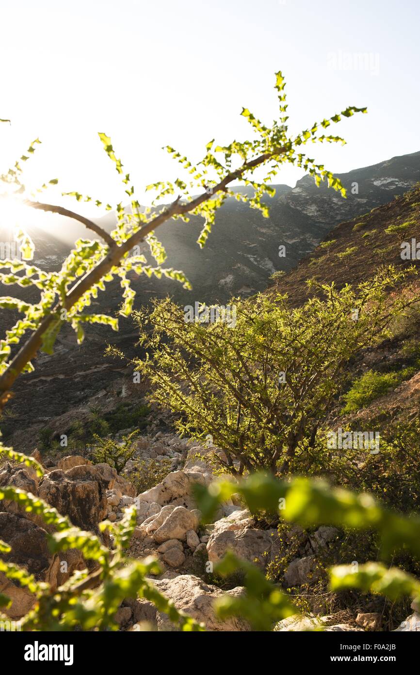 Frankincense Trees In Oman High Resolution Stock Photography and Images ...