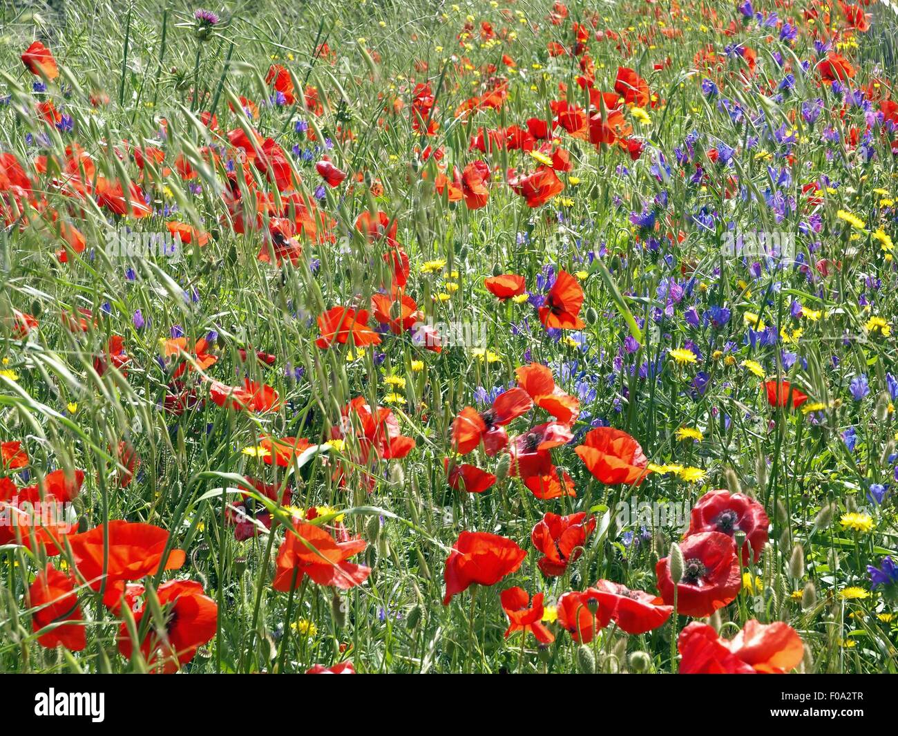 Meadow of flowers in Sardinia, Italy Stock Photo - Alamy