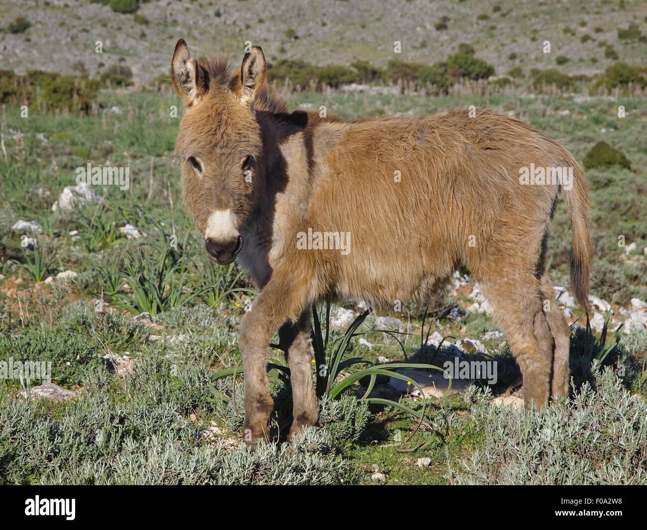 Donkey at supramonte in Sardinia, Italy Stock Photo - Alamy