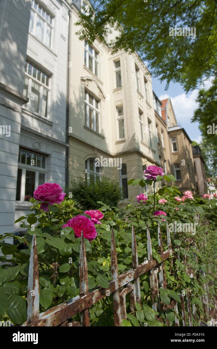 View of roses and building on Eichendorff street, Ehrenfeld, Cologne ...