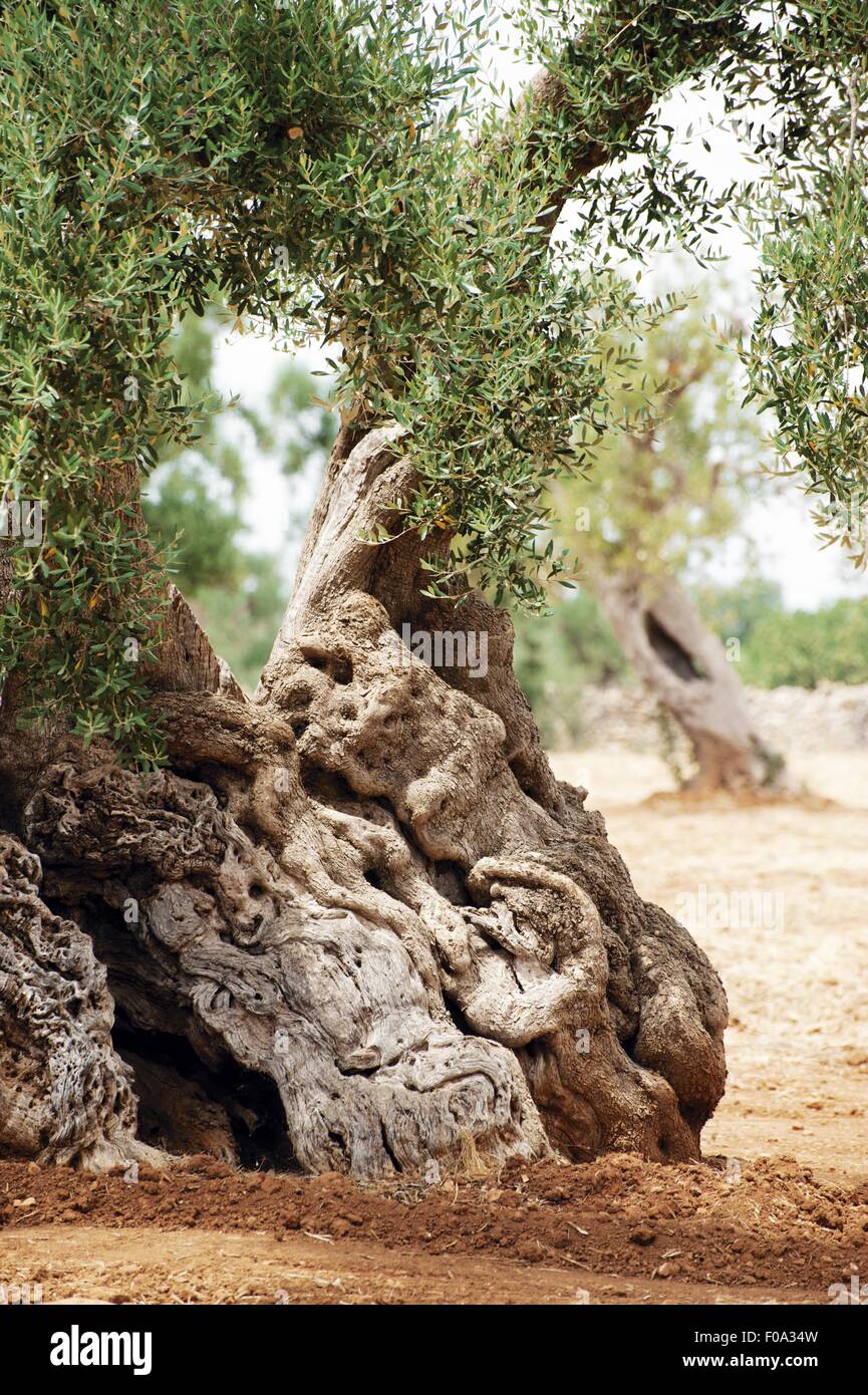 Tree trunk of gnarled olive tree, Italy Stock Photo - Alamy