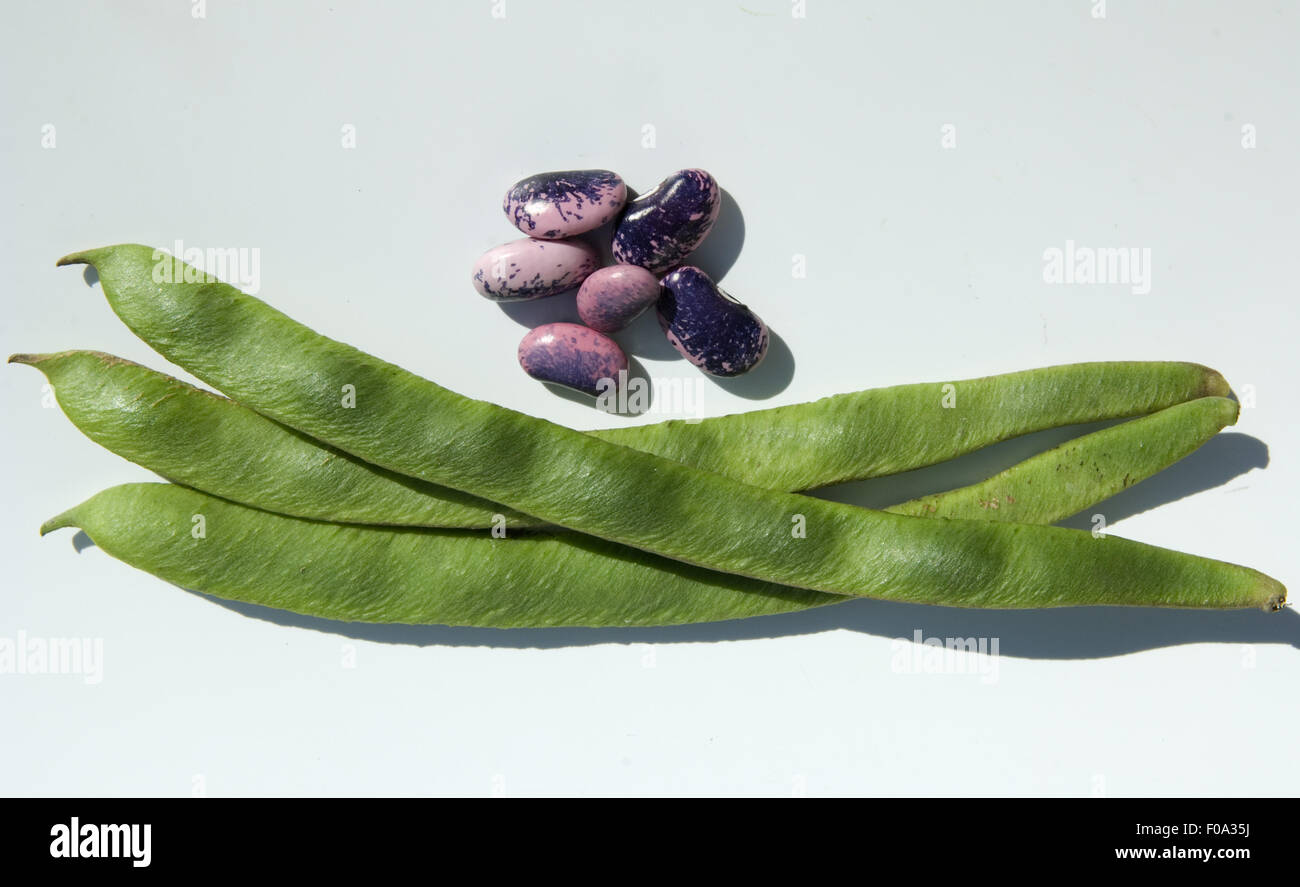 Feuerbohnenbluete, Feuerbohne, Phaseolus coccineus Stock Photo - Alamy