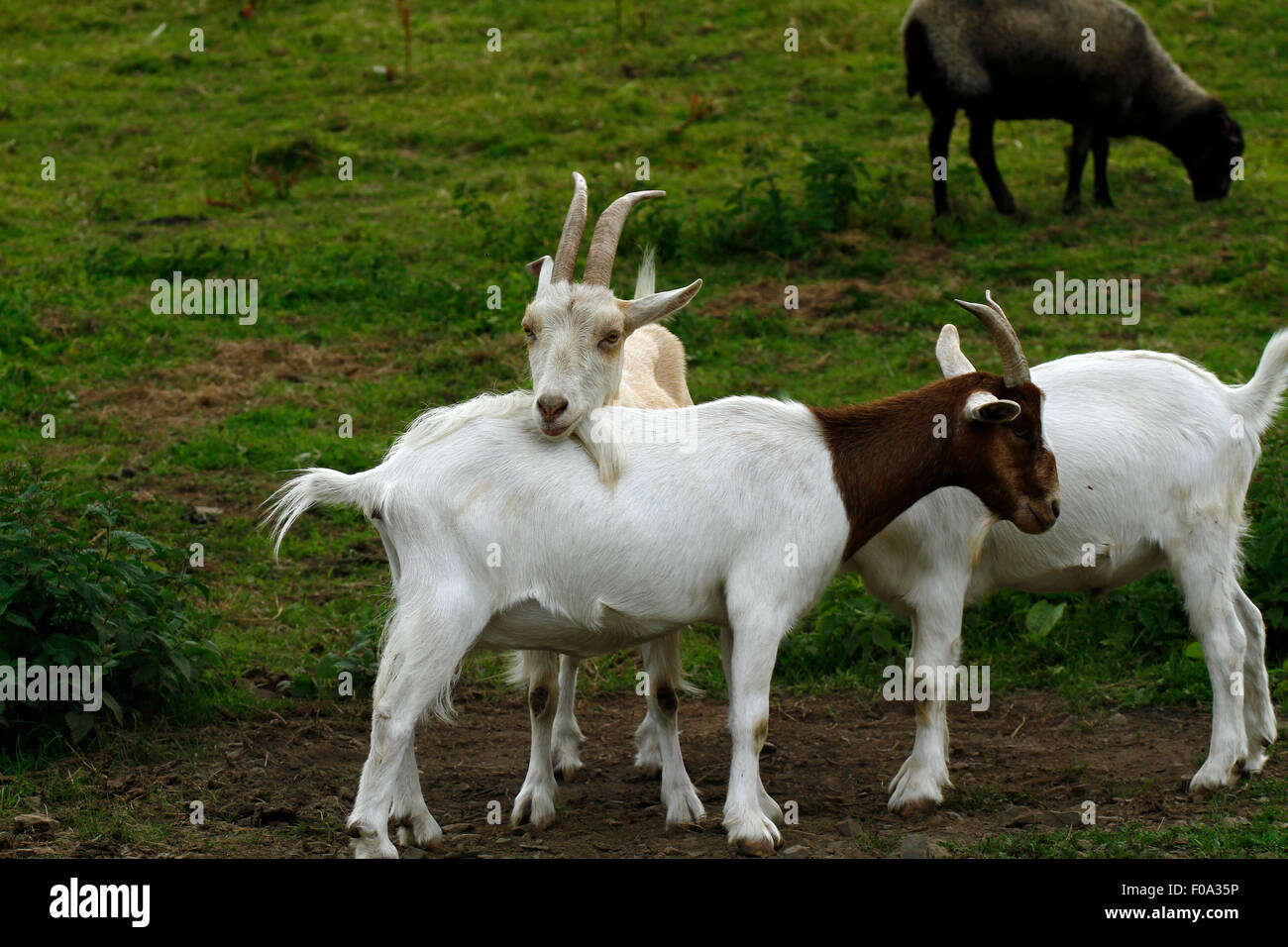 Domestic goats are in every country around the world Stock Photo - Alamy