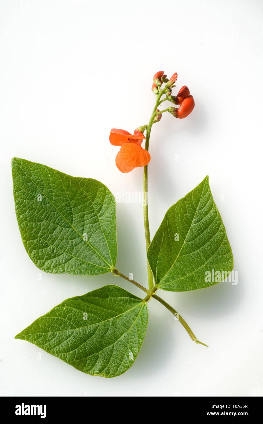 Feuerbohnenbluete, Feuerbohne, Phaseolus coccineus Stock Photo - Alamy