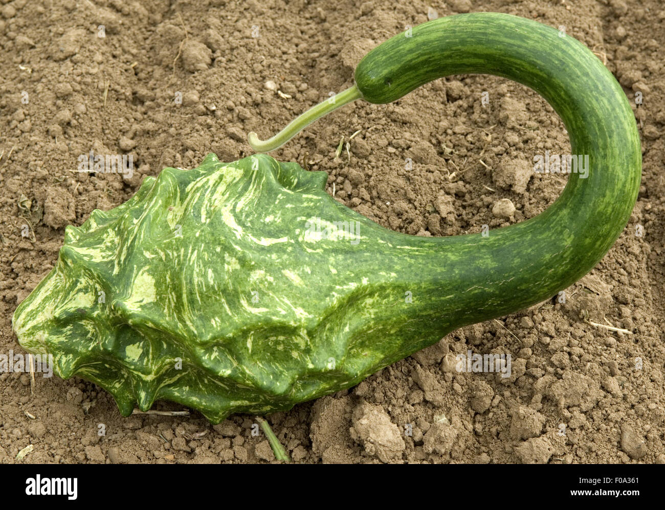 Marenka hi-res stock photography and images - Alamy