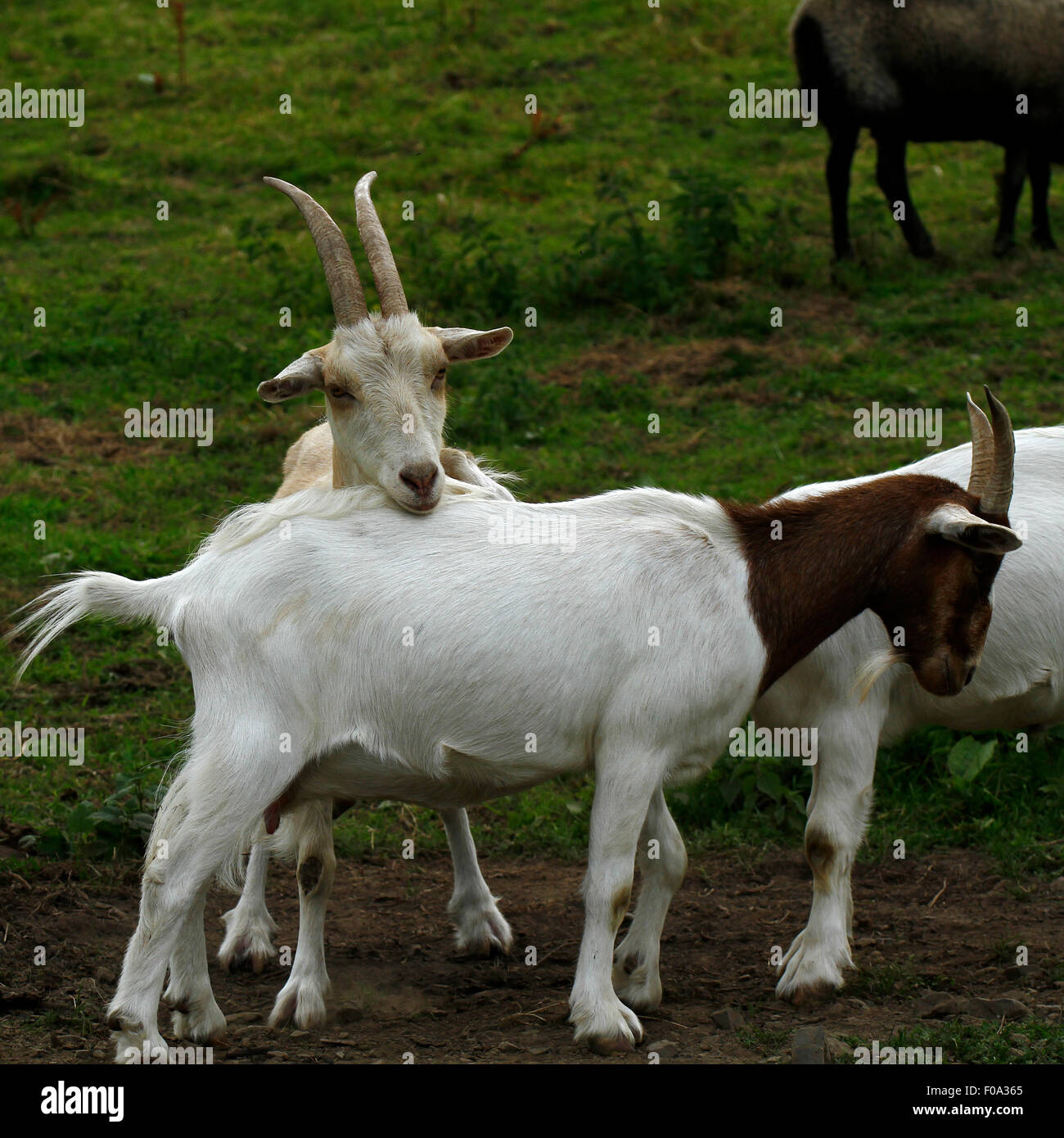 Domestic goats are in every country around the world Stock Photo - Alamy
