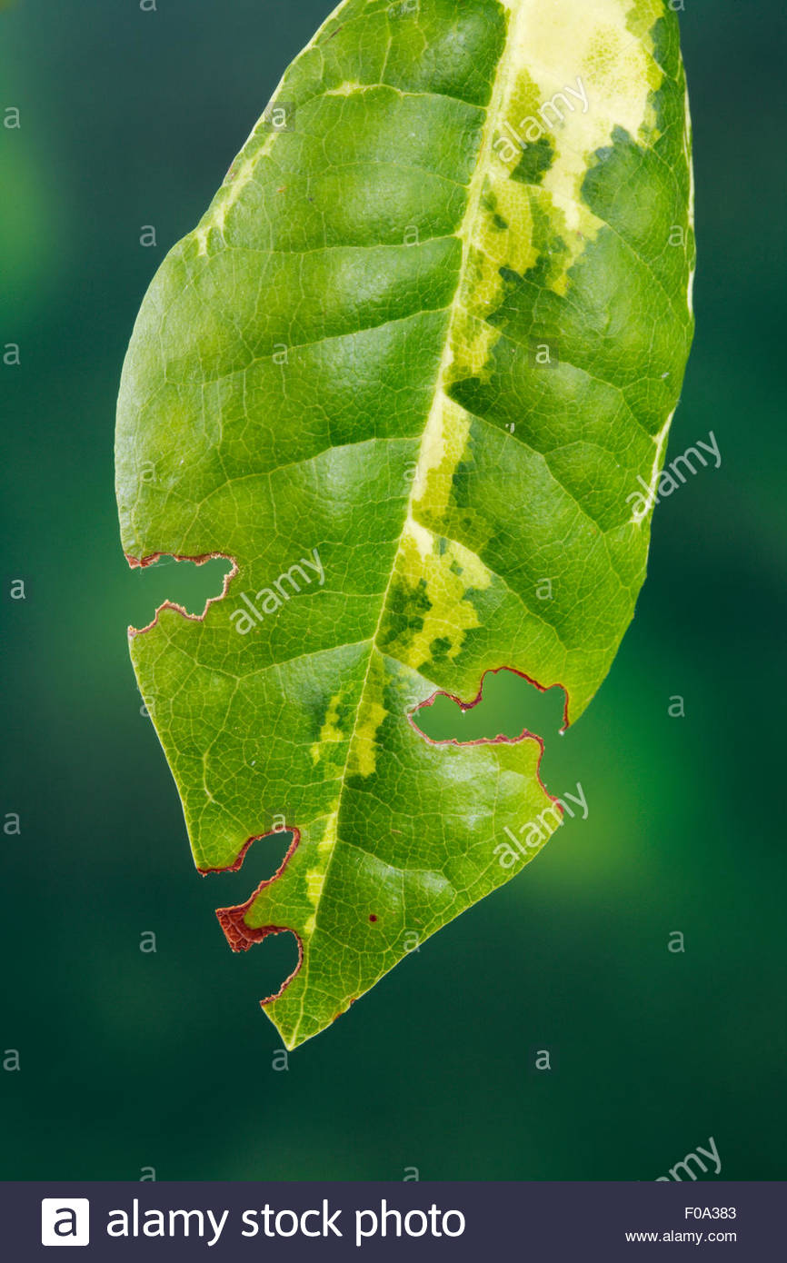 Variegated Rhododendron Stock Photos & Variegated Rhododendron Stock ...