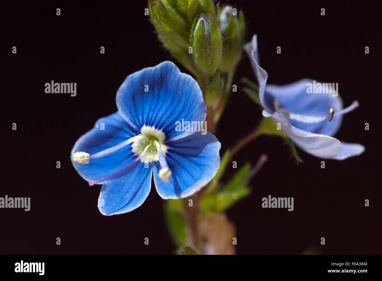Gamander ehrenpreis veronica chamaedrys hi-res stock photography and ...
