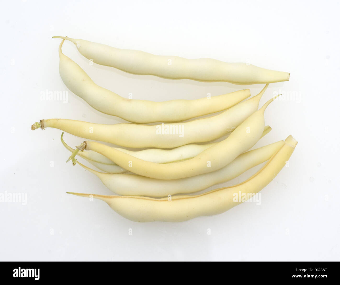 Gartenbohnen; Phaseolus vulgaris Stock Photo - Alamy