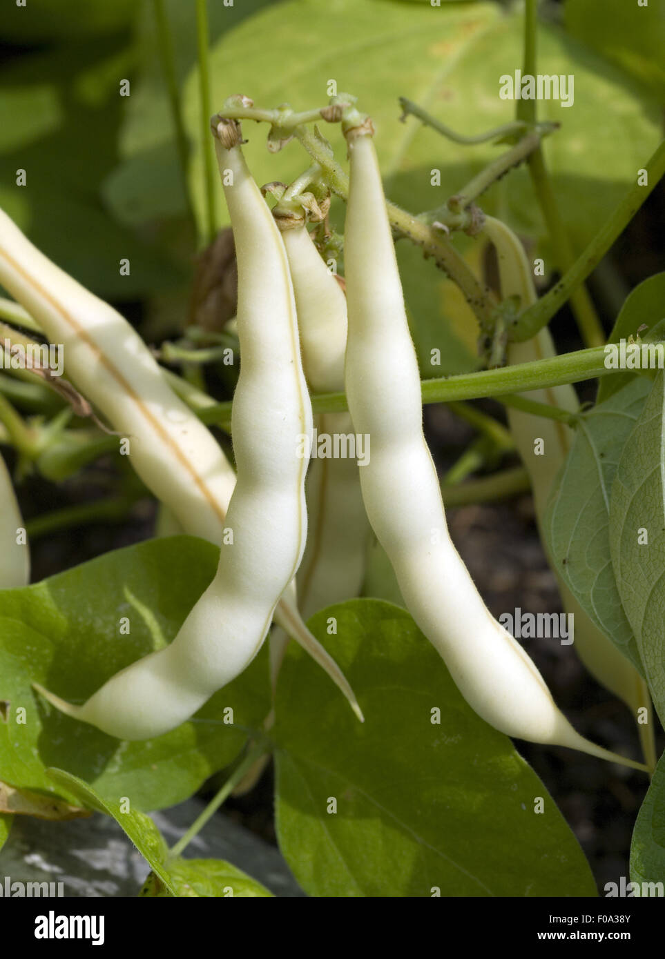 Gartenbohnen; Phaseolus vulgaris Stock Photo - Alamy
