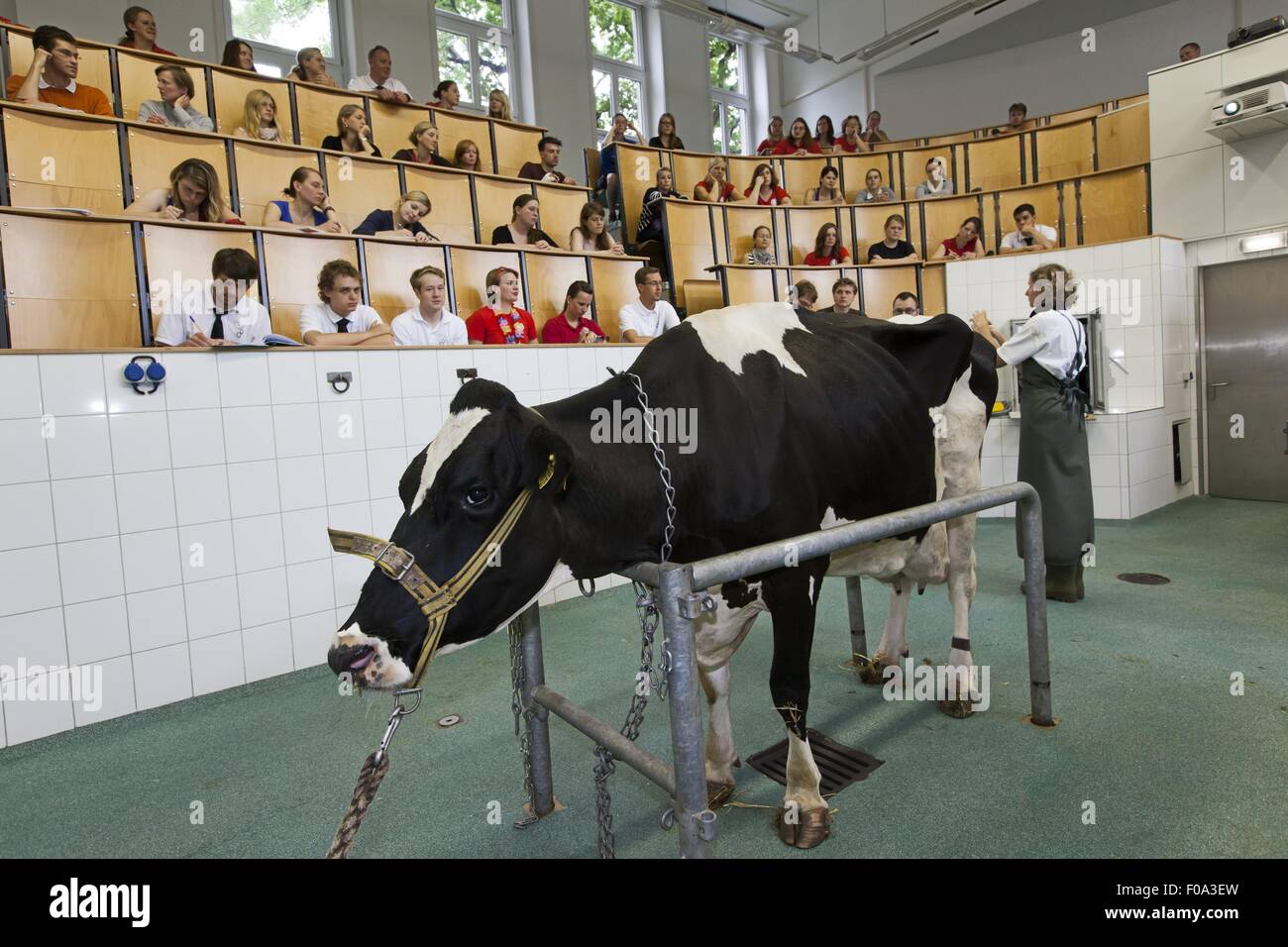 Students studying about cow in University of Veterinary Medicine ...