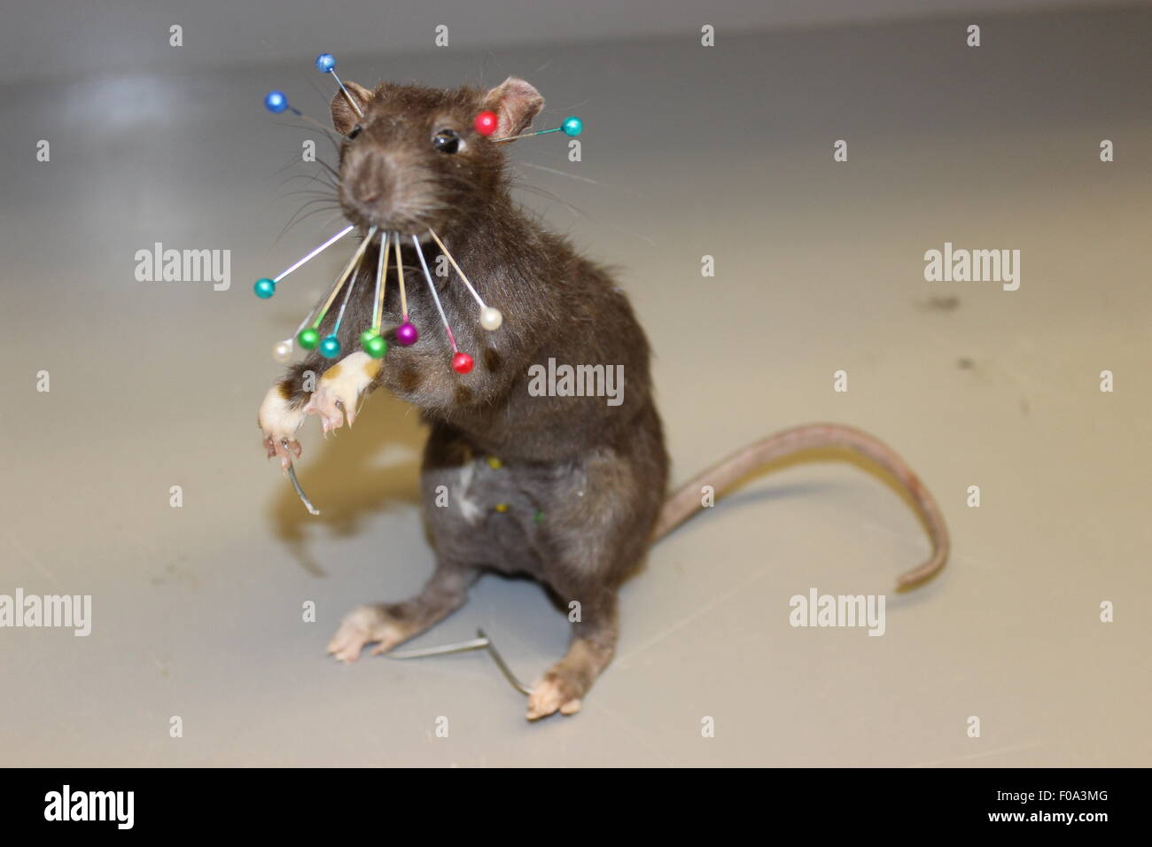 New York City, USA. 26th July, 2015. A preserved specimen close to ...