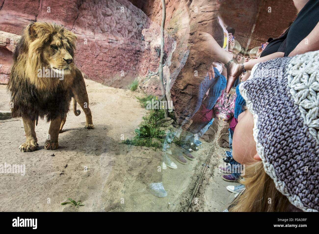 Barbary lion in Hanover Adventure Zoo, Hanover Stock Photo - Alamy
