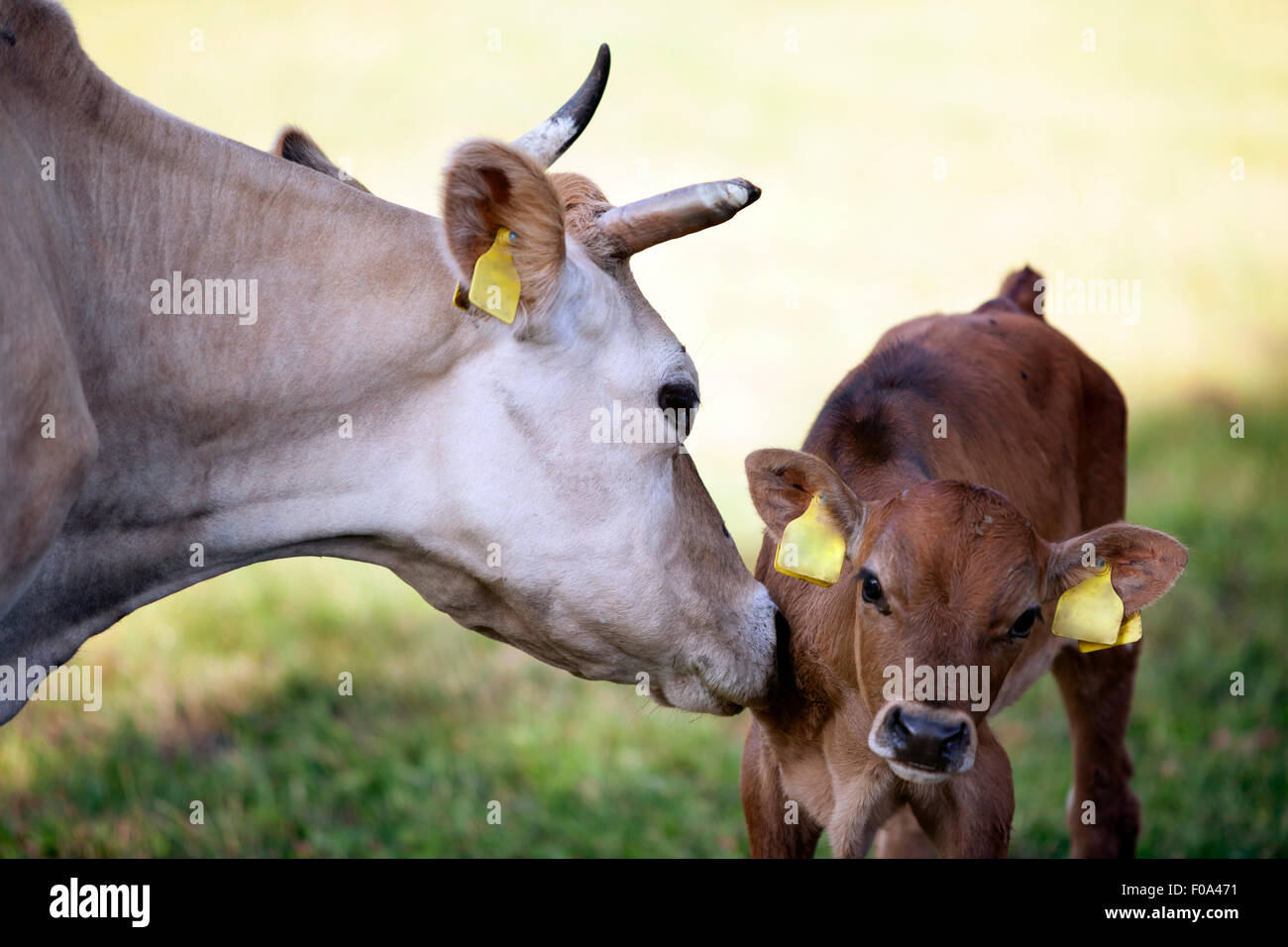 Cow lick hi-res stock photography and images - Alamy