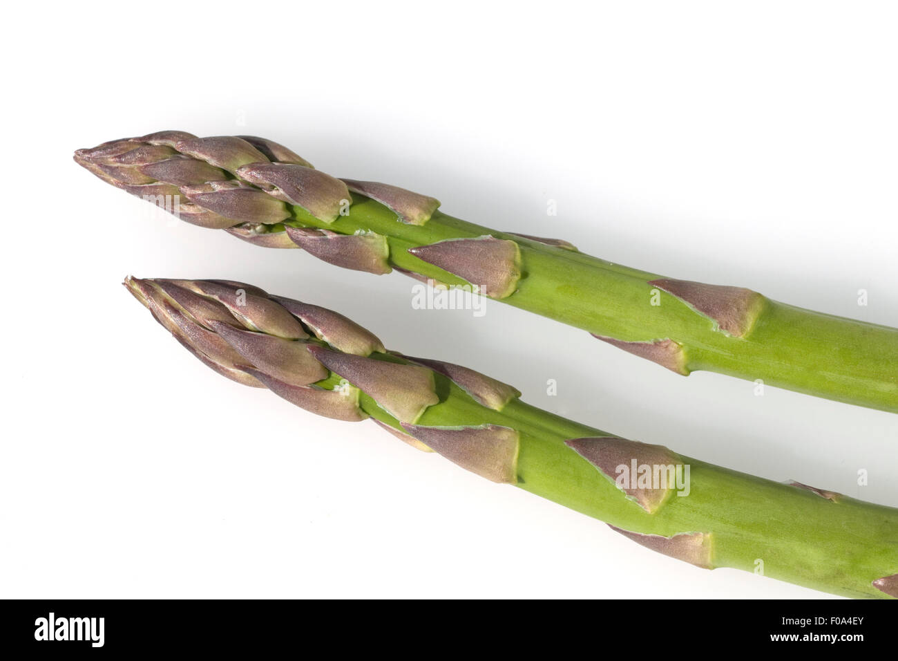 Spargelspitzen, Spargel, gruener, Asparagus officinalis Stock Photo - Alamy