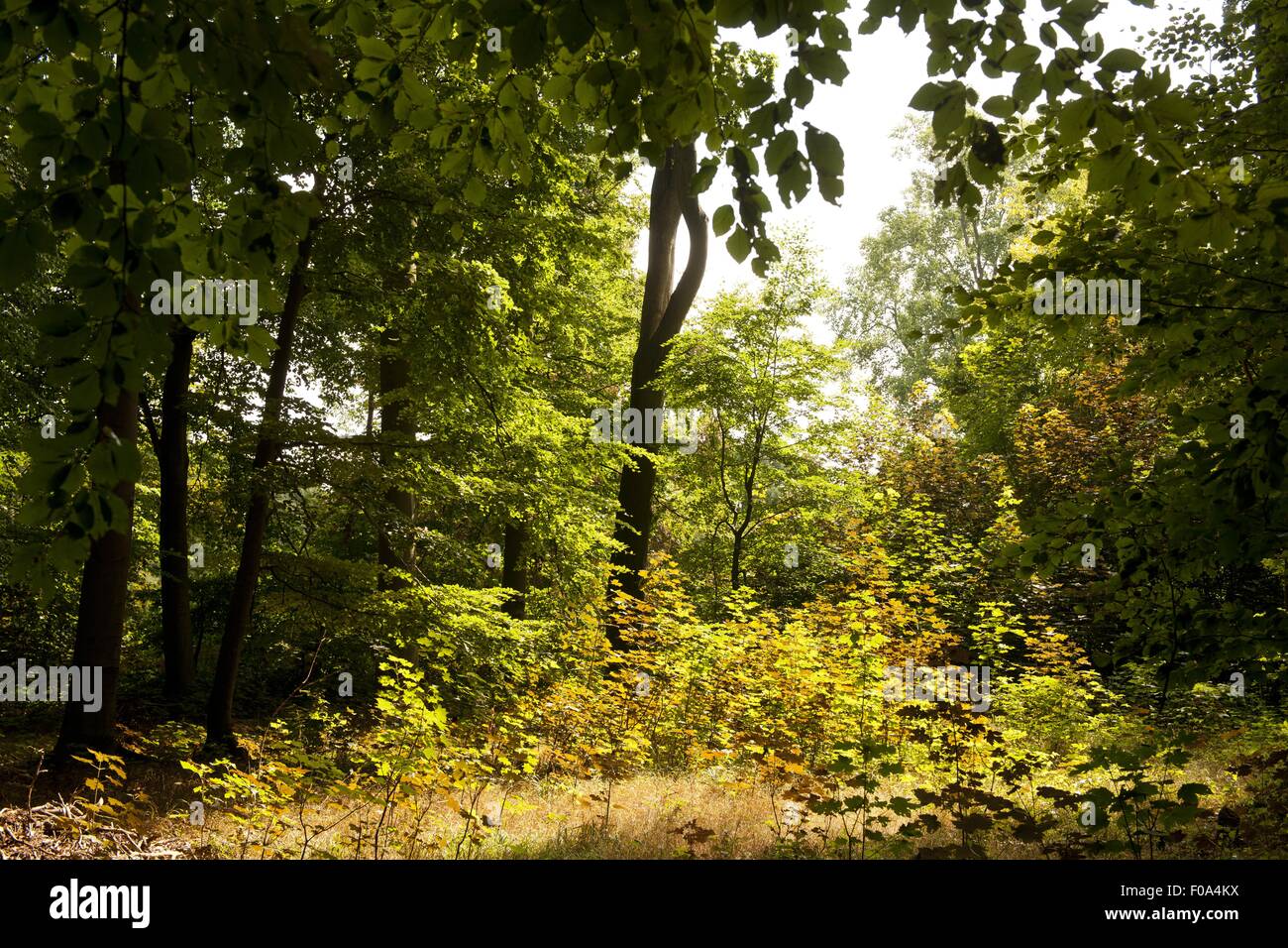 Deciduous trees in forest Stock Photo - Alamy