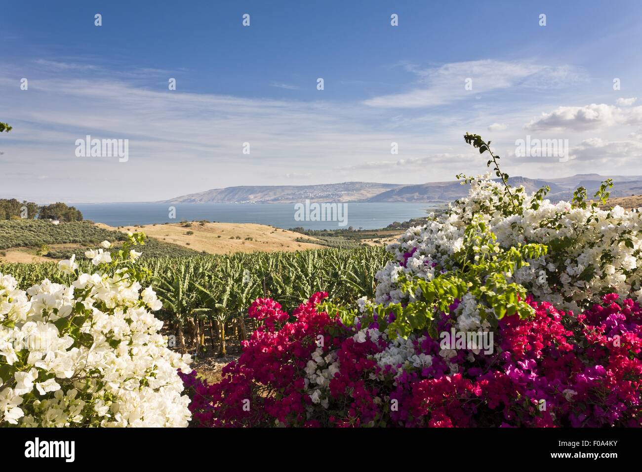 View of colourful flowers and Jesus Trail from Mount of Beatitudes ...
