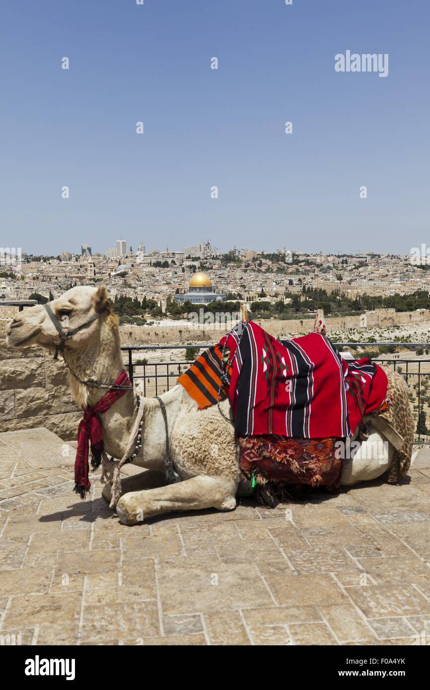 View of camel and Dome of the Rock in Temple Mount from Mount of Olives ...