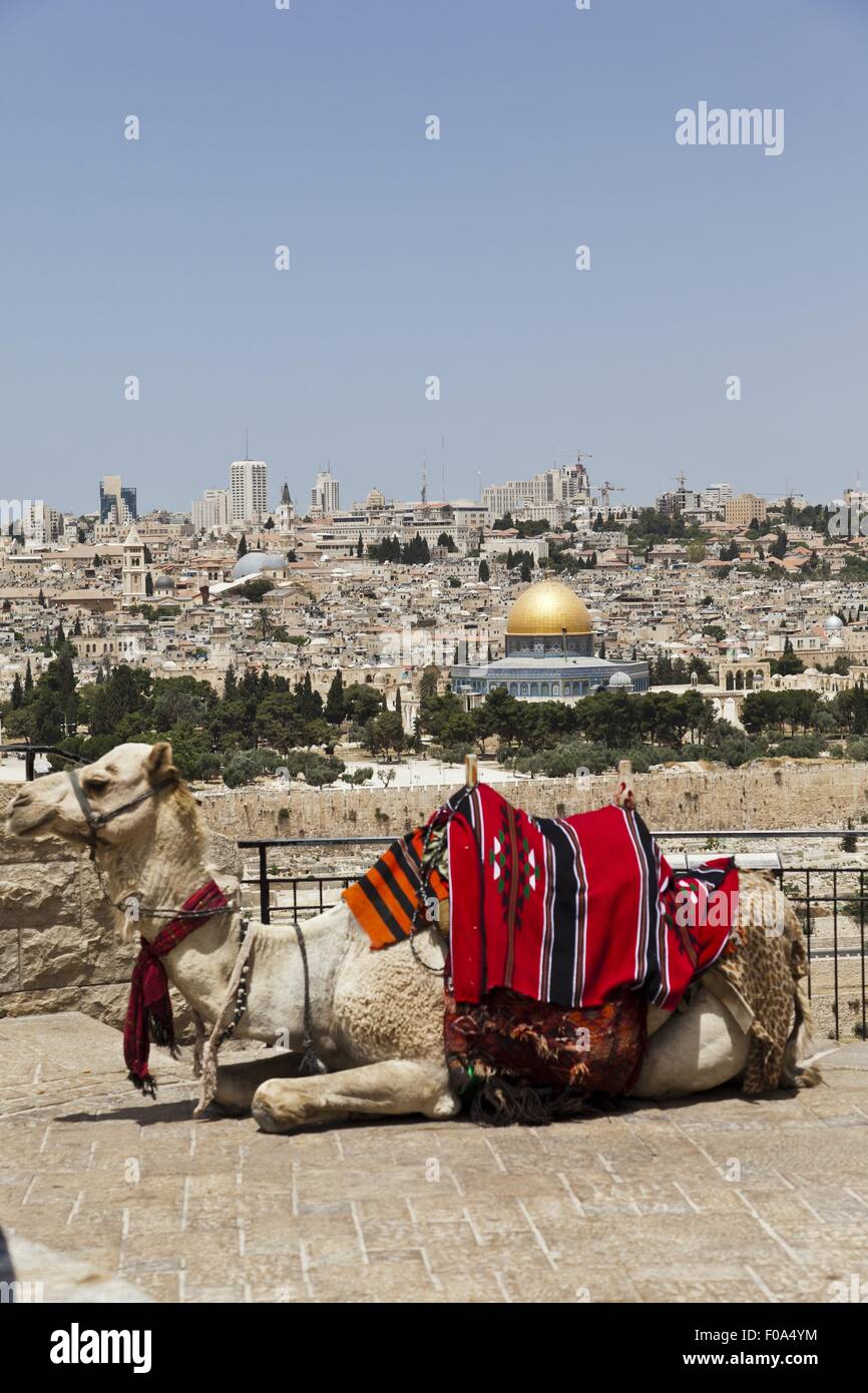 View of camel and Dome of the Rock in Temple Mount from Mount of Olives ...