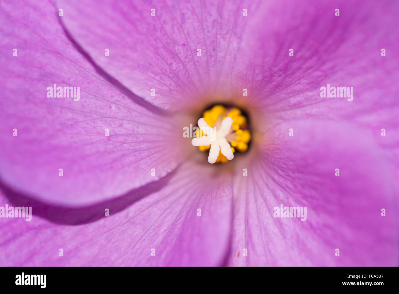close up of a beautiful soft purple flower with a 5 pointed star in the ...