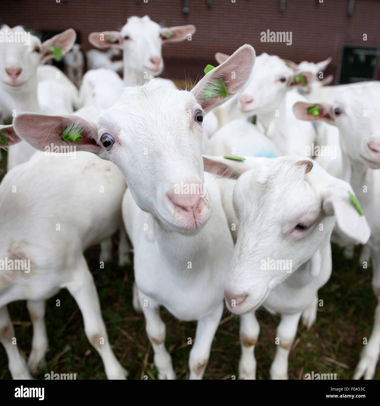 White goat in farmyard hi-res stock photography and images - Alamy