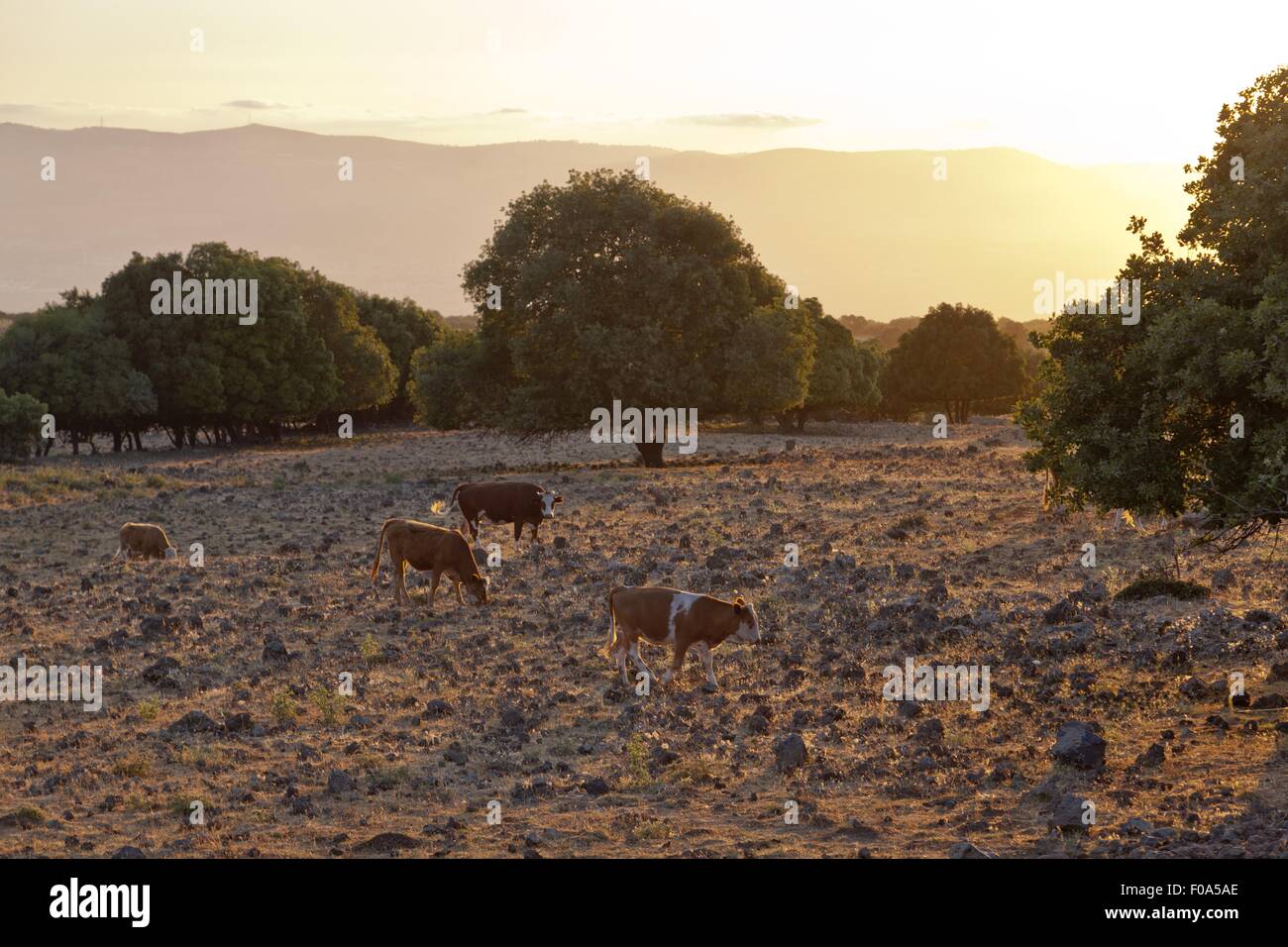 Cows grazing on landscape at dusk, Golan, Israel Stock Photo - Alamy