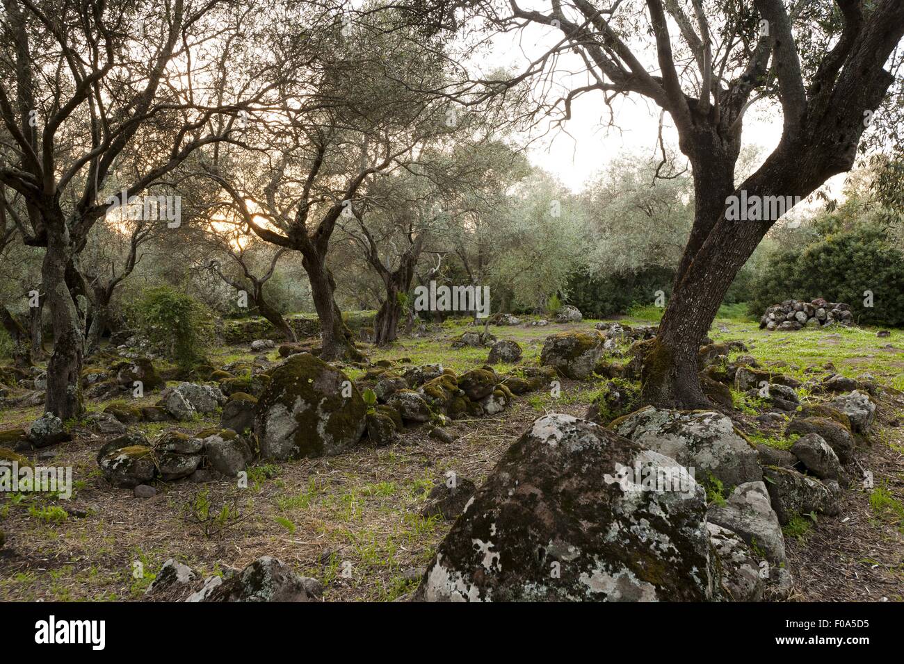Well of santa cristina hi-res stock photography and images - Alamy