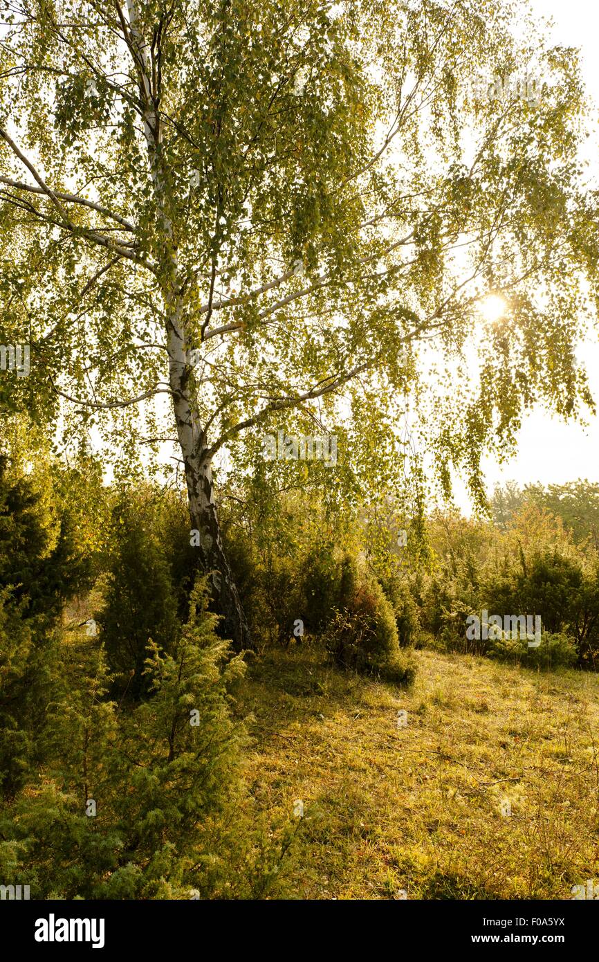 View of Birch tree at Fohrenbach, Germany Stock Photo - Alamy