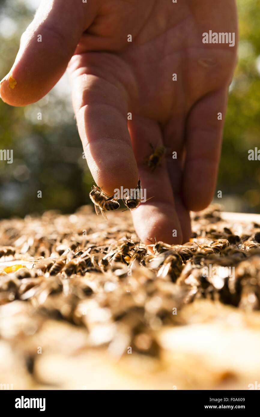 Swarm of bugs hi-res stock photography and images - Alamy