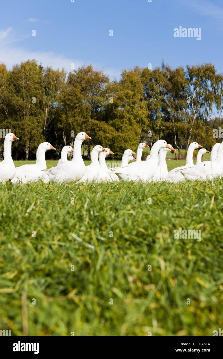 Flock of geese in green field at Witzenhausen, Hesse, Germany Stock ...