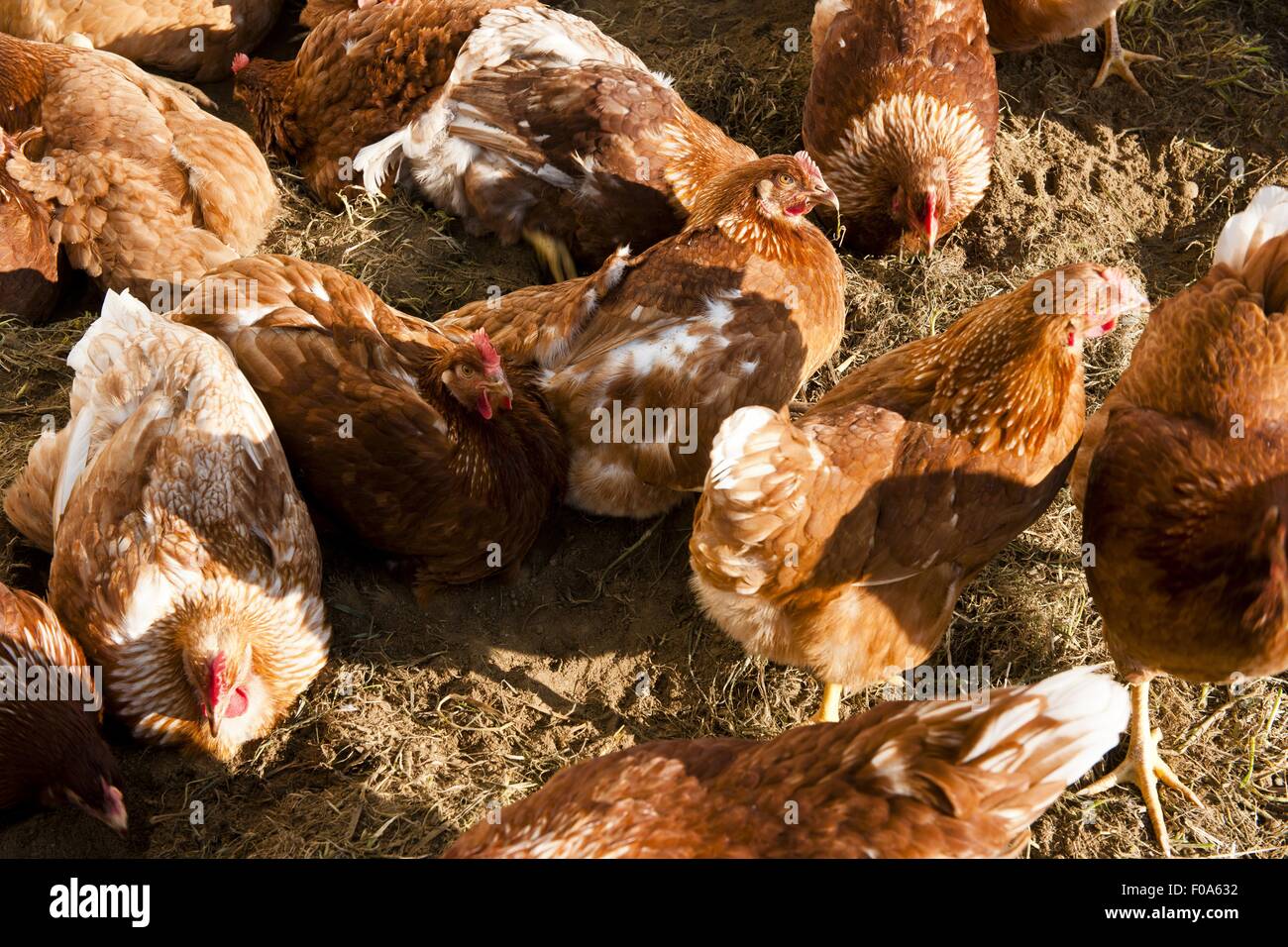 Hens in mobile chicken coop at Moringen, Lower Saxony, Germany Stock ...