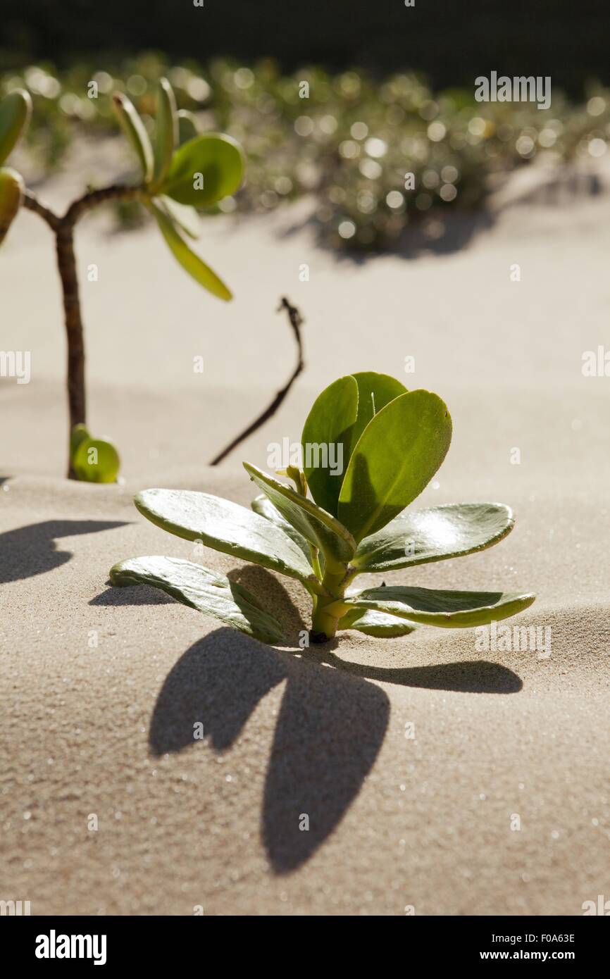 Close-up of plants in Maputaland Marine Reserve beach at South Africa ...