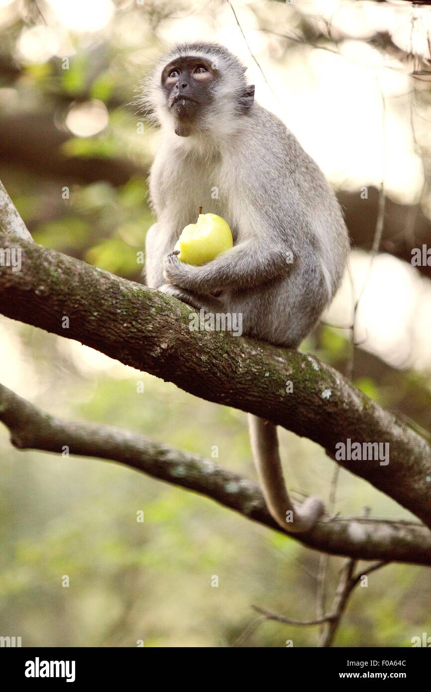 Monkey fruit hi-res stock photography and images - Alamy