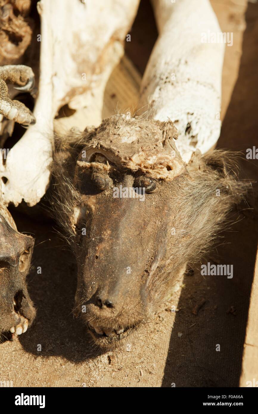 Dead monkey's head in Victoria Street Market in Durban, South Africa ...