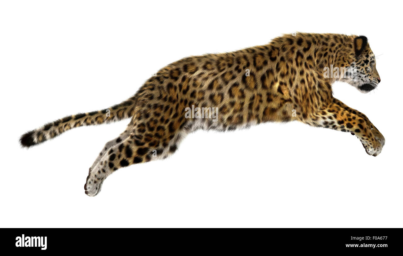 Jaguar Animal Jumping