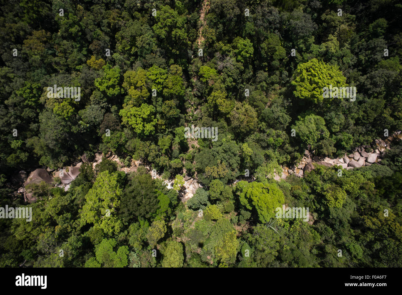 The forest with stream - view from above Stock Photo - Alamy