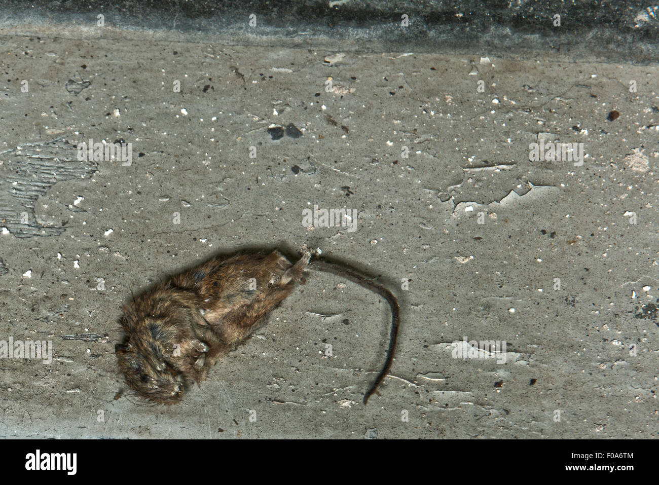Mouse washing hi-res stock photography and images - Alamy