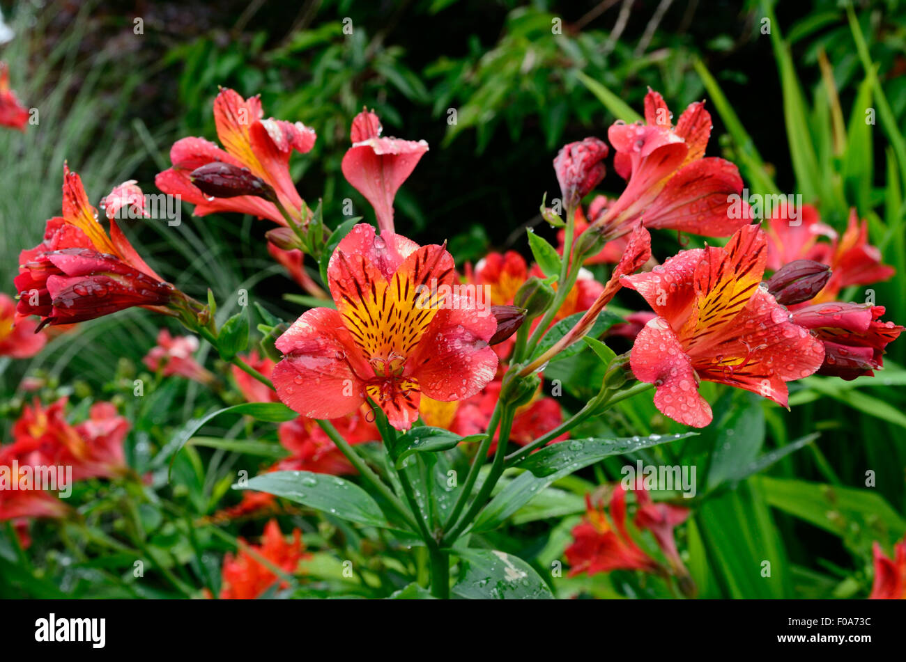 Red Alstroemeria