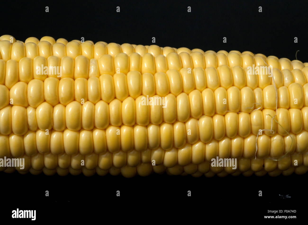 Mais; Zea mays; Maiskoerner Stock Photo - Alamy