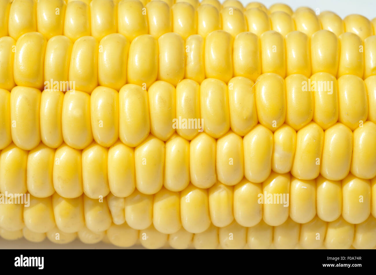 Mais; Zea mays; Maiskoerner Stock Photo - Alamy