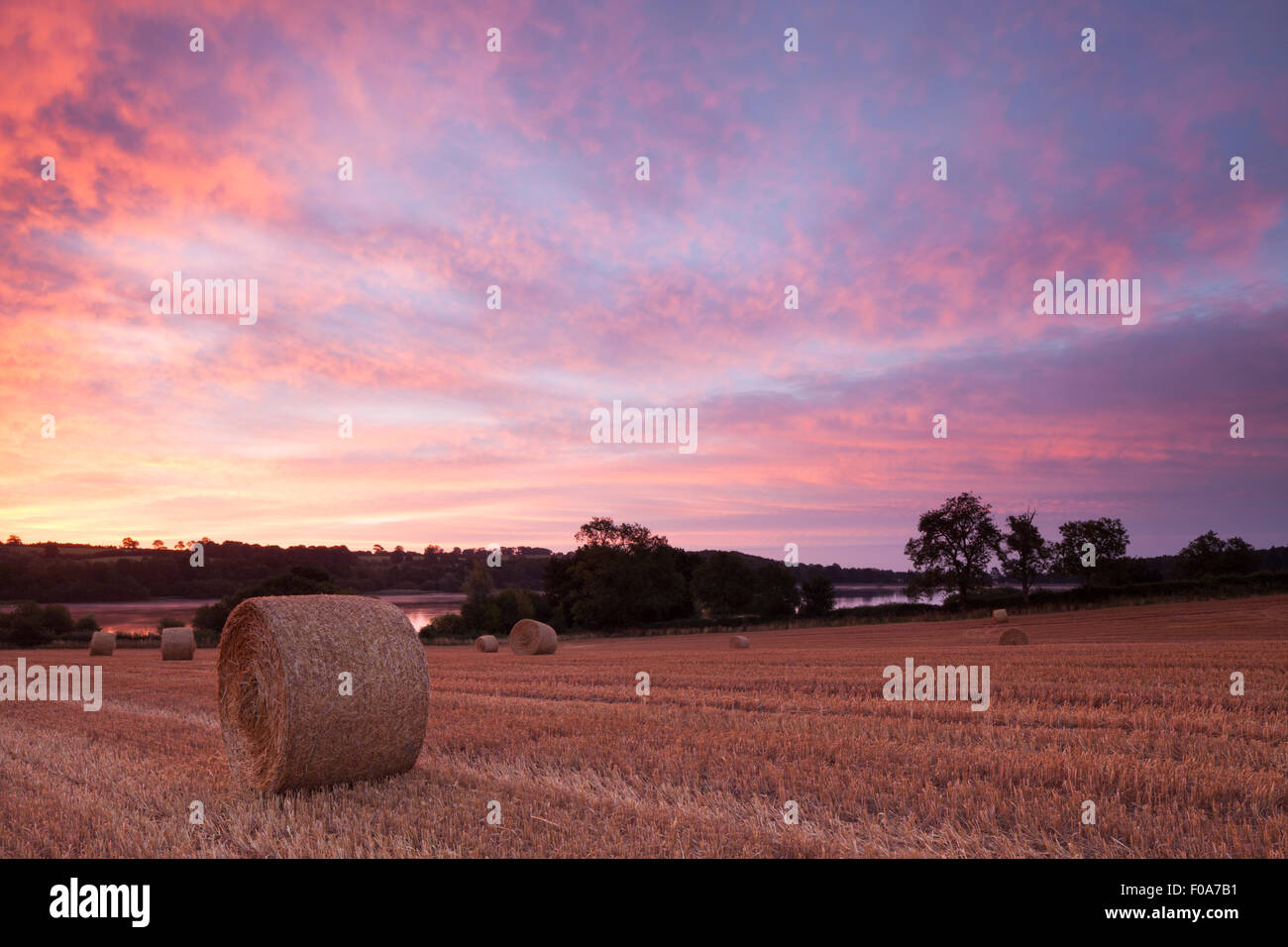 A colourful pre-dawn sky casts a pink glow over a field of harvested ...