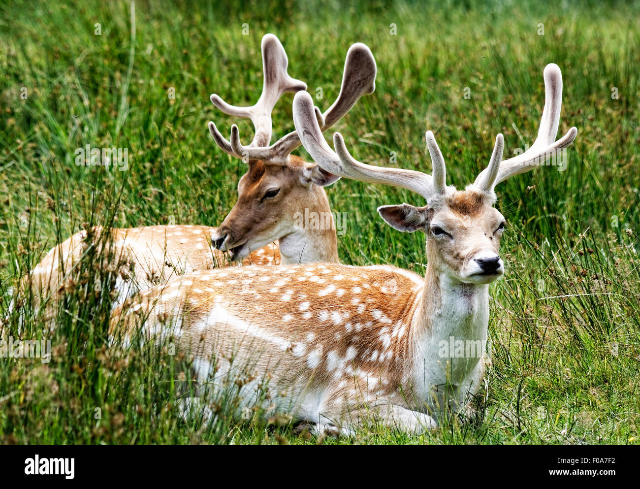 Deer grazing in Bradgate Park, Leicestershire, England Stock Photo - Alamy