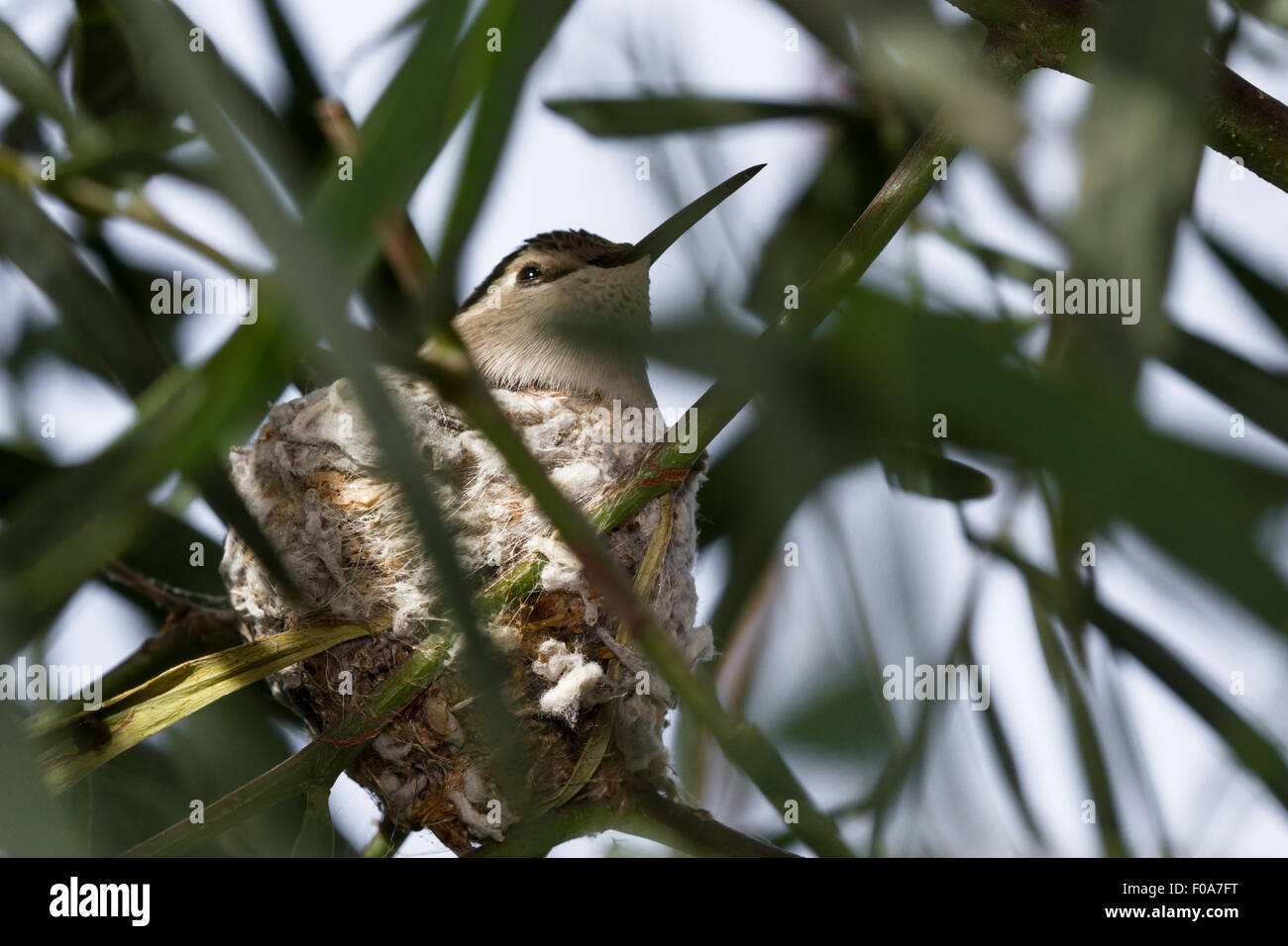 A female Anna's Hummingbird nesting in the Californian desert Stock ...