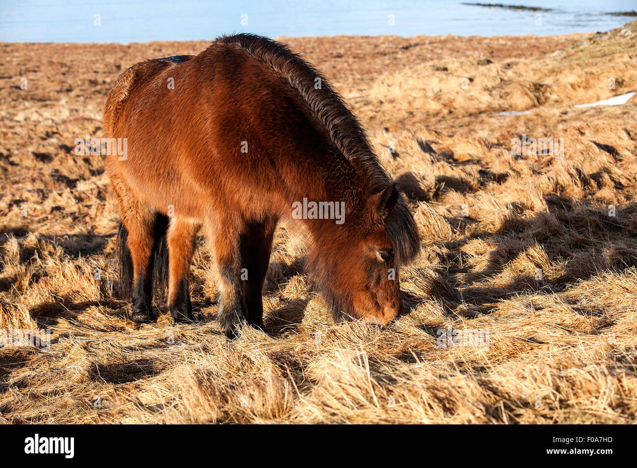 Brown Icelandic pony on a meadow in Iceland Stock Photo - Alamy