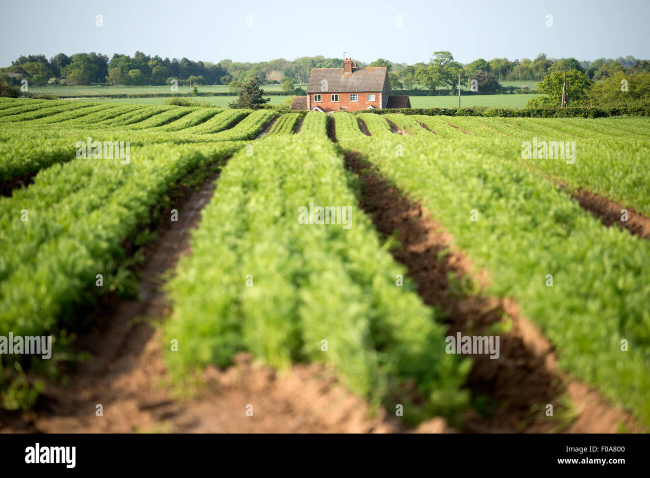 Farm workers cottages, Capel St Andrew, Suffolk, UK Stock Photo - Alamy