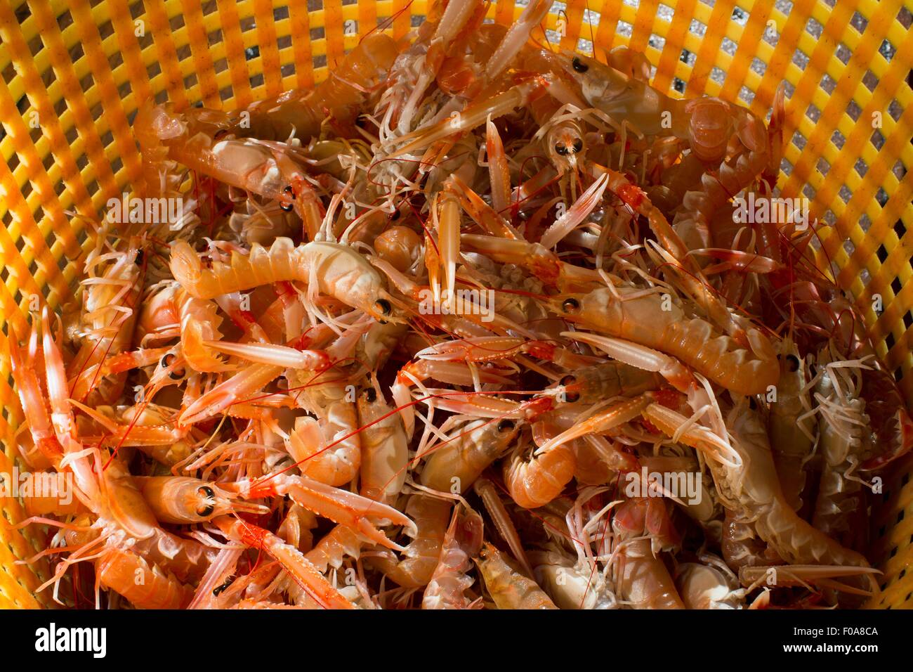 Basket of shellfish Stock Photo - Alamy