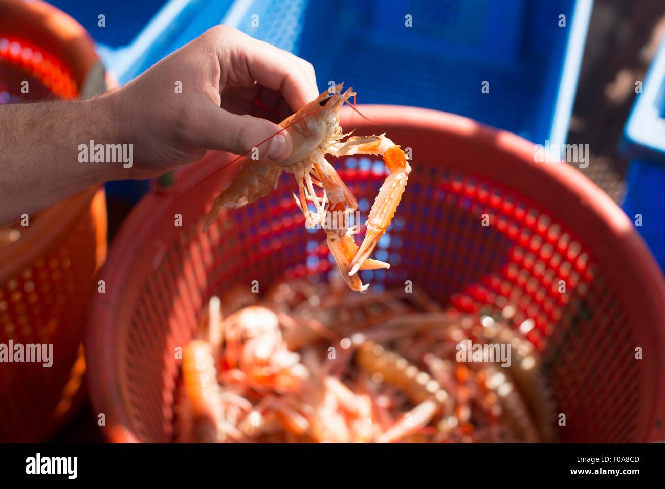 Fisherman holding up shellfish Stock Photo - Alamy