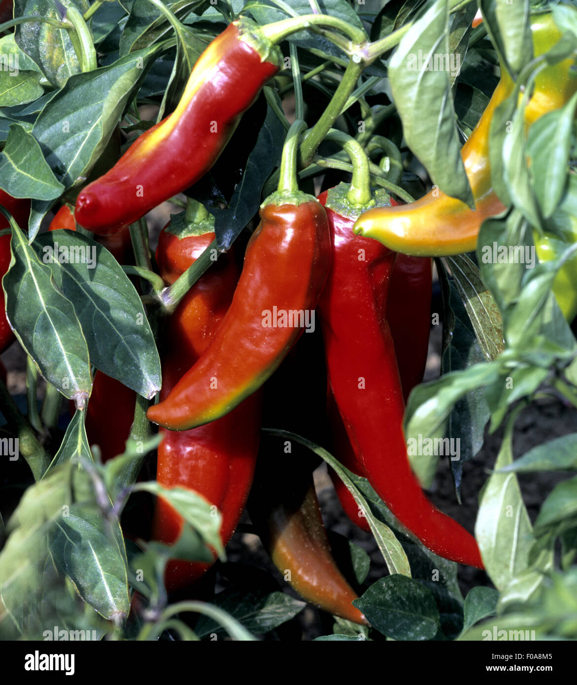 Paprika; Capsicum annuum Stock Photo - Alamy