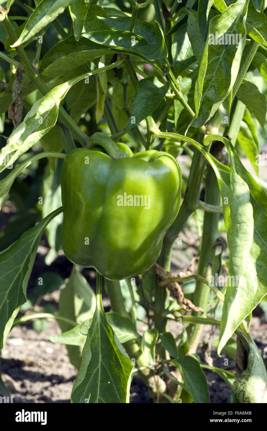 Paprika; Capsicum annuum Stock Photo - Alamy