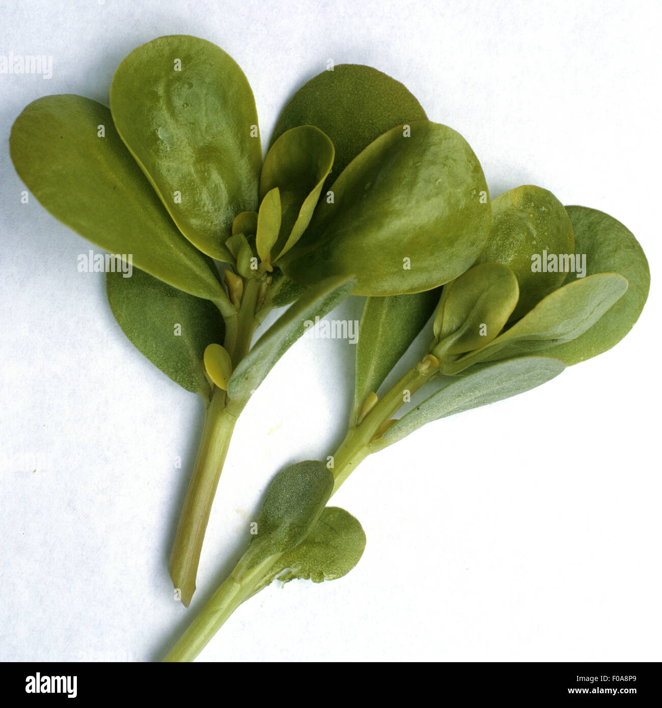 Portulak, Portulaca oleracea Stock Photo - Alamy